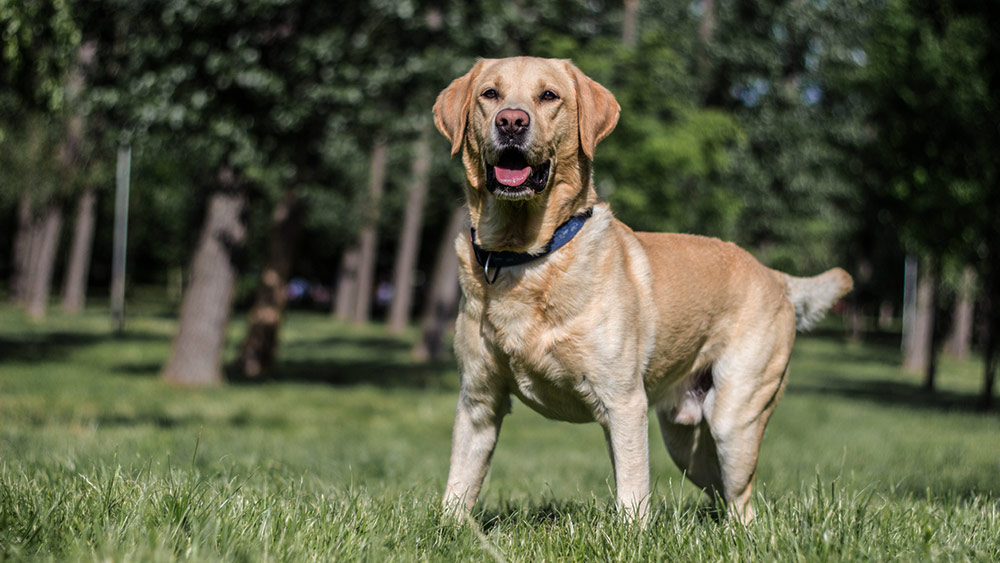 Pet Health Plans | Tatton Veterinary Practice, Knutsford Cheshire