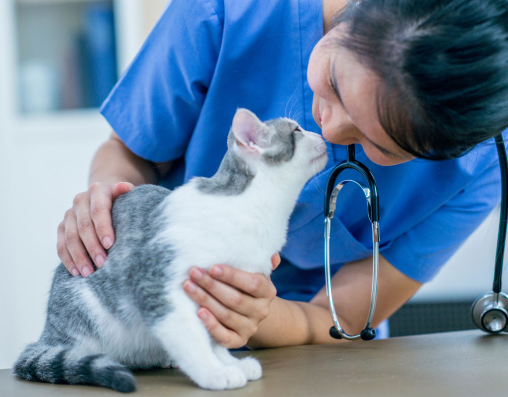 Veterinary Services | Tatton Veterinary Practice, Knutsford