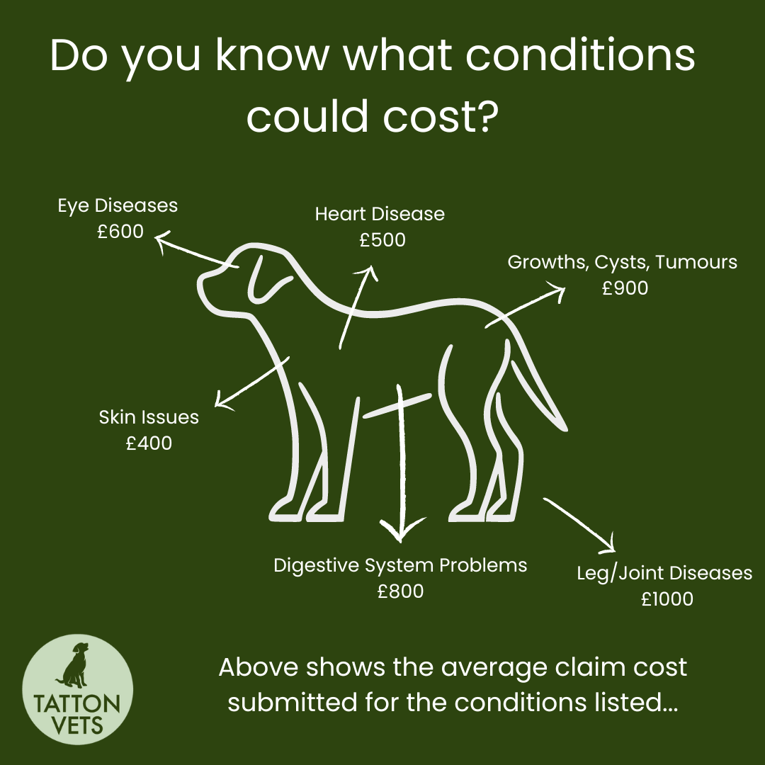 Which pet insurance is best? - Tatton Veterinary Practice
