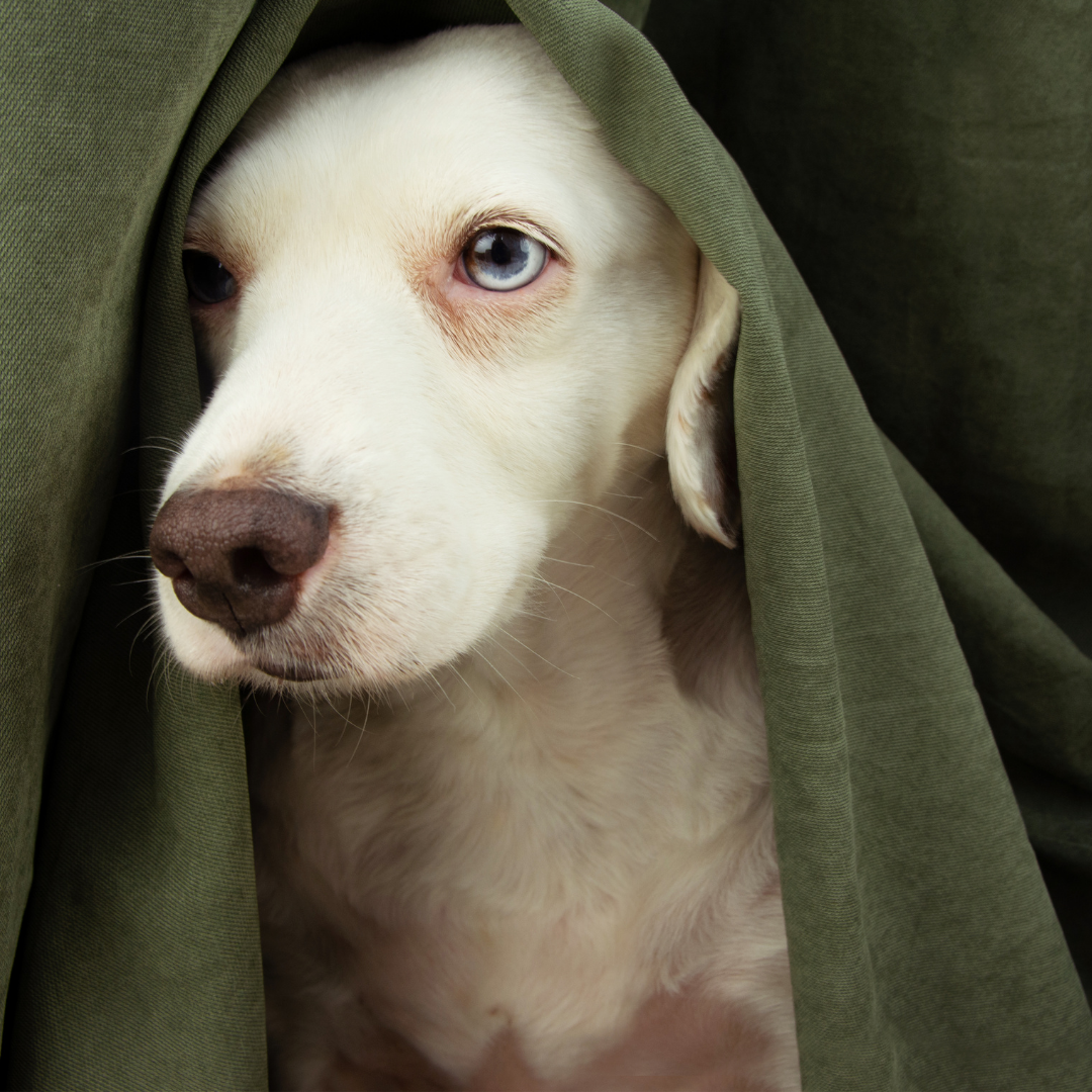 Fireworks! Keeping Your Pets Safe and Calm - Tatton Veterinary Practice