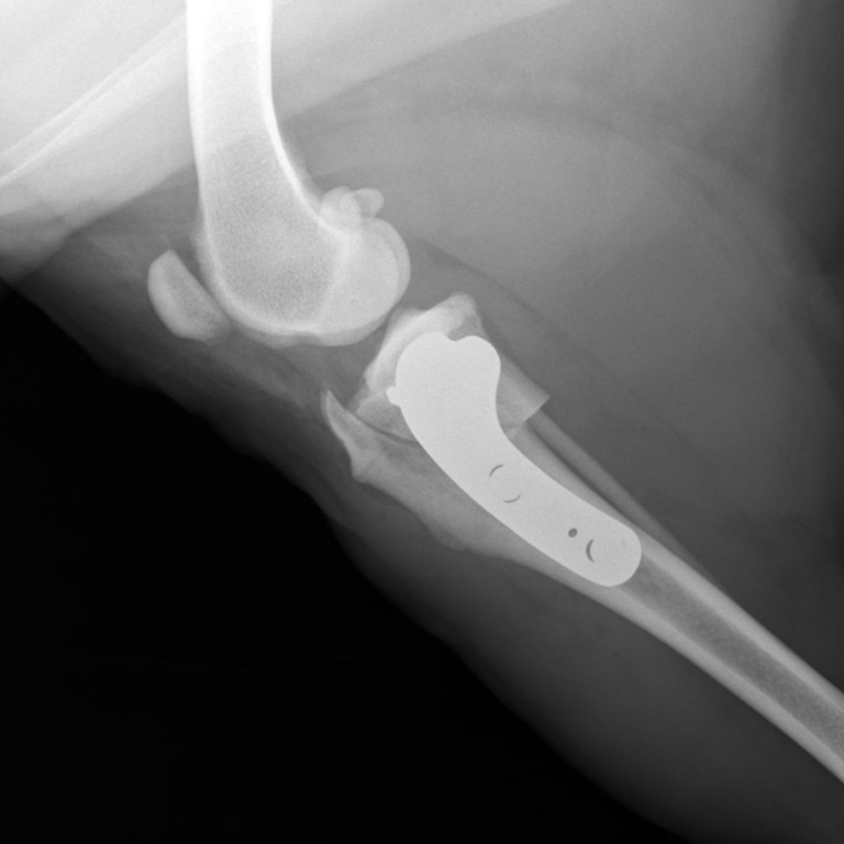 Cruciate Ligament Disease in Dogs - Tatton Veterinary Practice