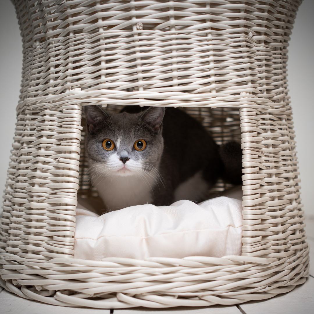 Independent Vets in Knutsford | Tatton Veterinary Practice | Cheshire