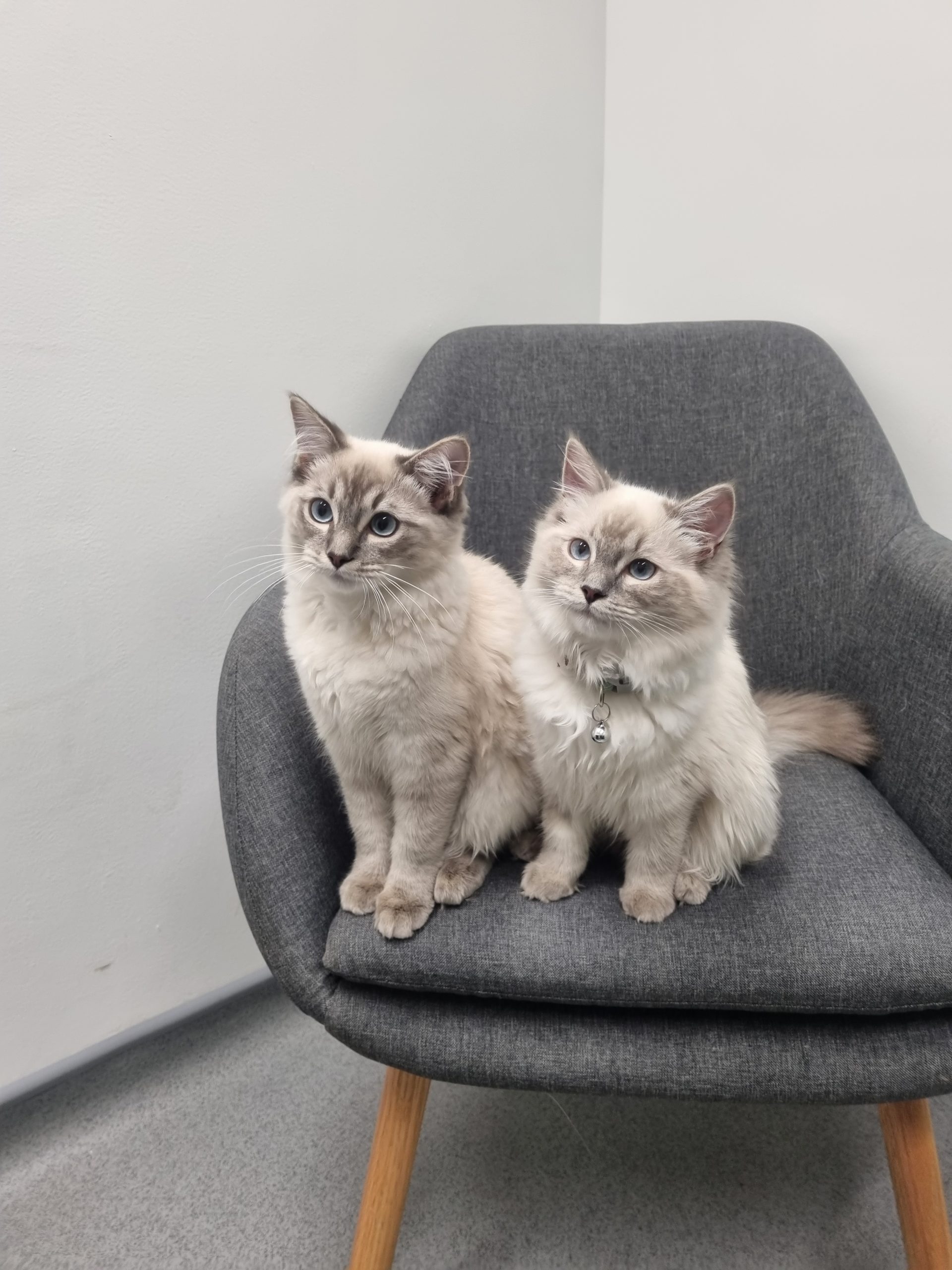 Independent Vets in Knutsford | Tatton Veterinary Practice | Cheshire