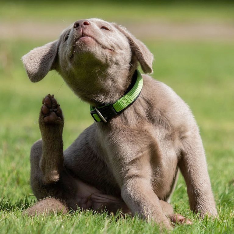 Allergic Dermatitis in Dogs and Cats - Tatton Veterinary Practice